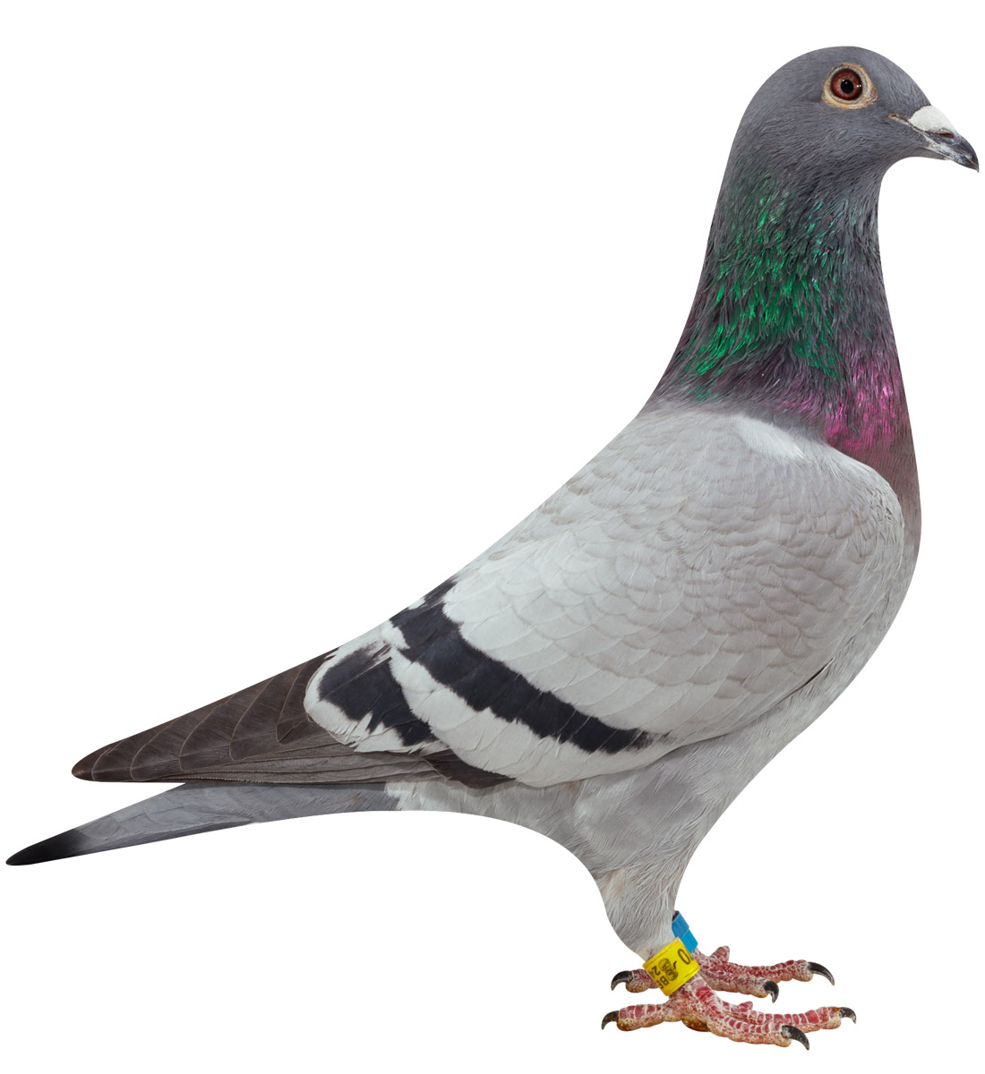 Descheemaecker Pigeon Center — Natural Elite Pigeons — Natural Breeding ...